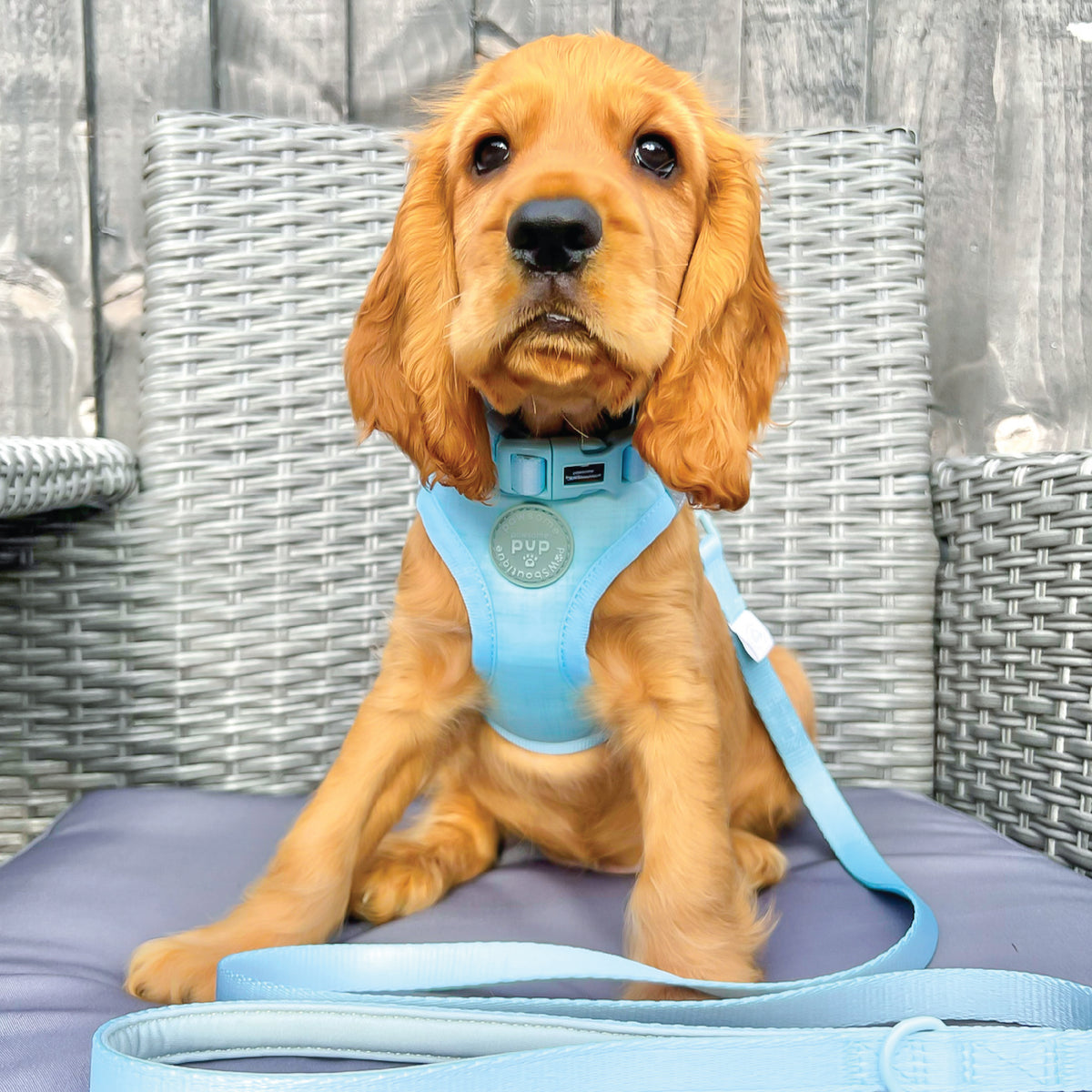 Pawsome Pup – Pawsome Paws Boutique - Wholesale
