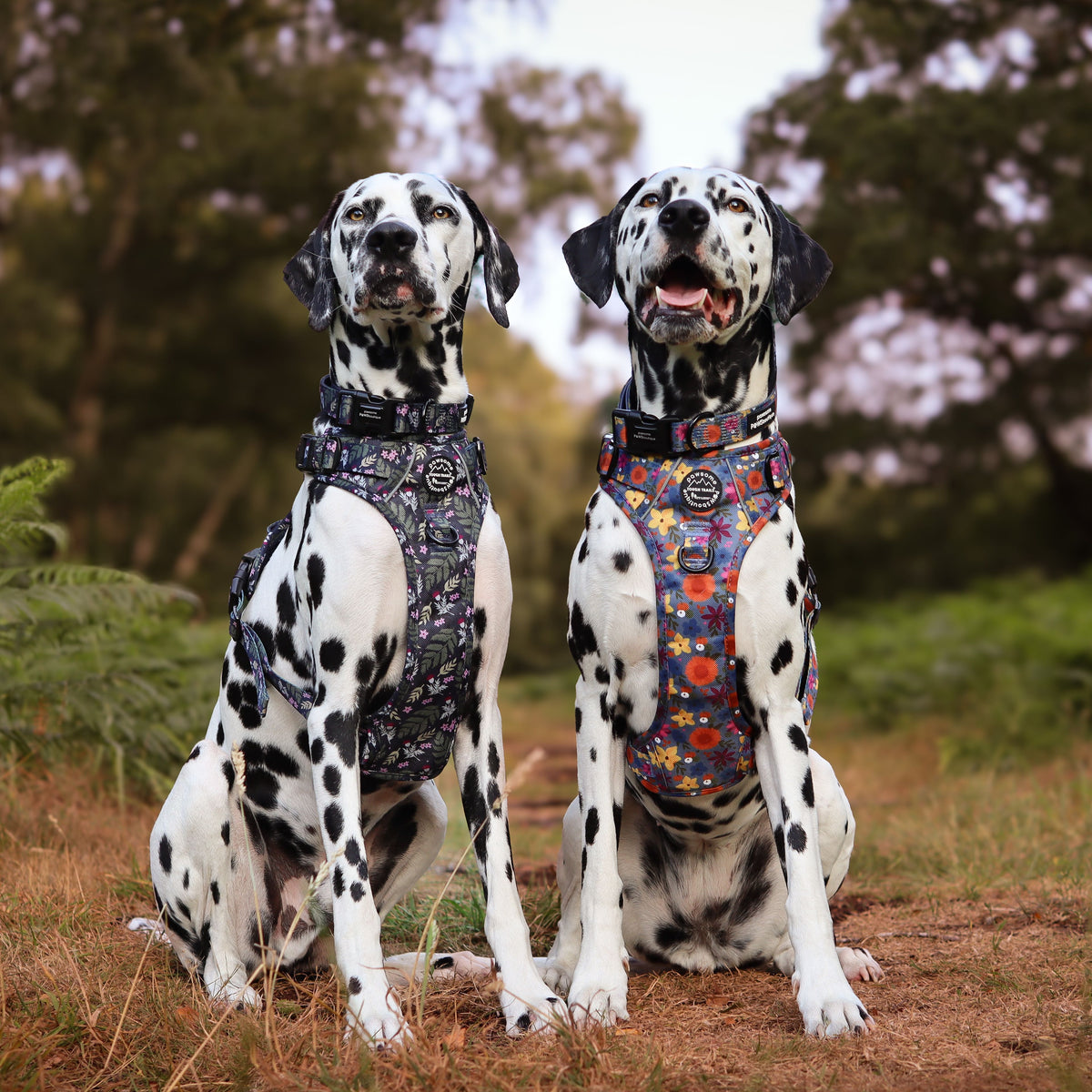 Autumn 2024 – Pawsome Paws Boutique - Wholesale