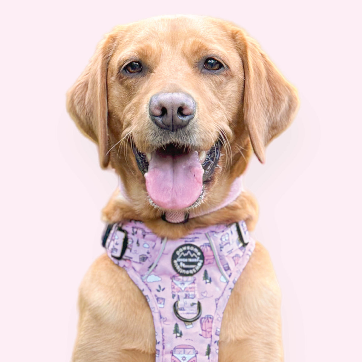 Roadtrip Collection – Pawsome Paws Boutique - Wholesale