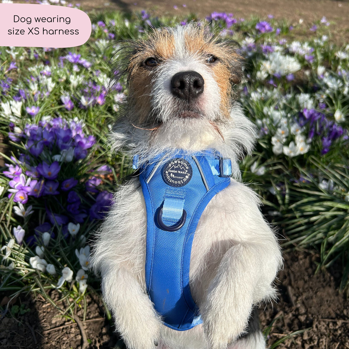 Tough Trails™ Harness - Walkies Ready® Cornflower Blue – Pawsome Paws ...