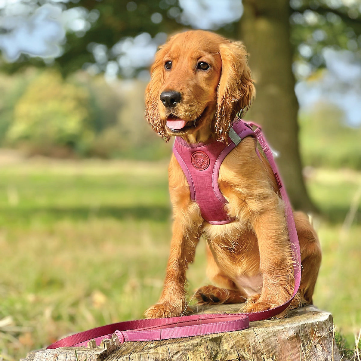 Pawsome Pup Harness - Burgundy – Pawsome Paws Boutique - Wholesale